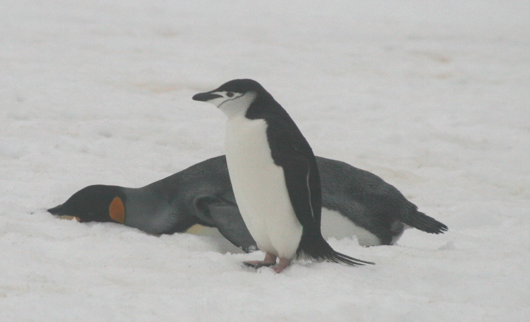 Drake Passage Southbound