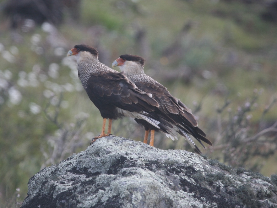 Torres Del Paine
